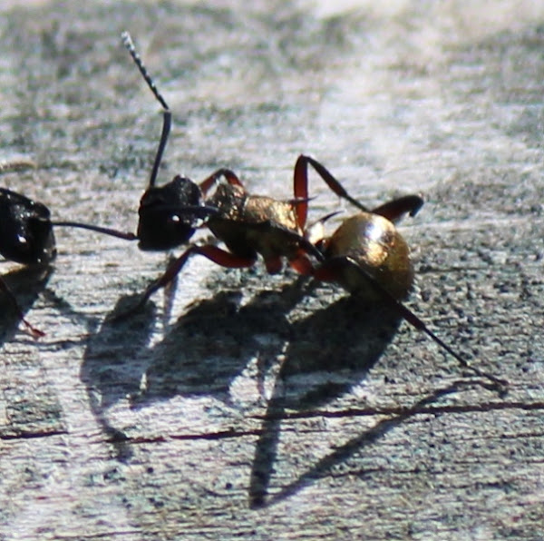 Golden Spiny Ants | Project Noah