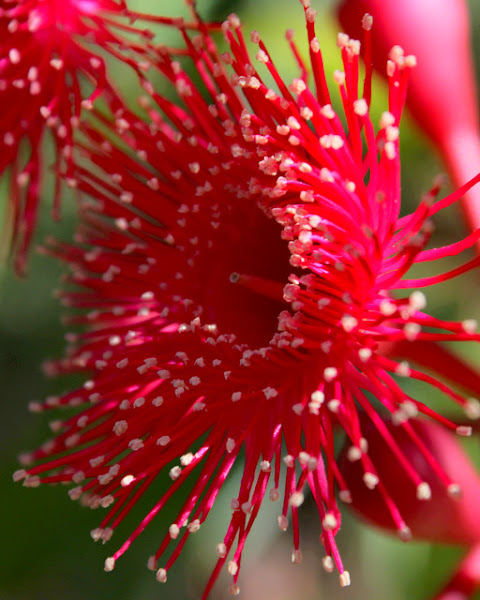 Summer Red Eucalyptus | Project Noah