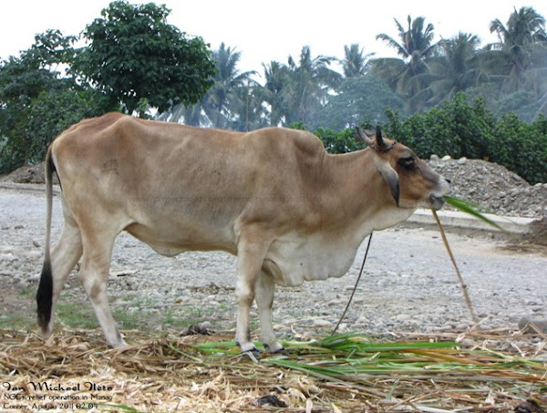 Baka, Cow, Cattle | Project Noah