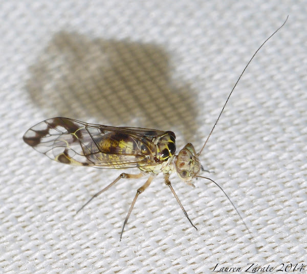 Bark Louse (Psocid) | Project Noah