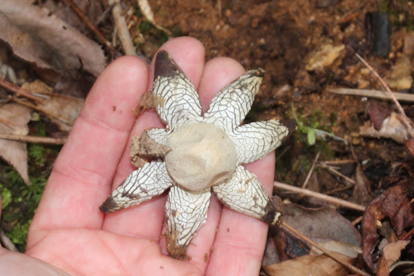 Barometer Earthstar | Project Noah