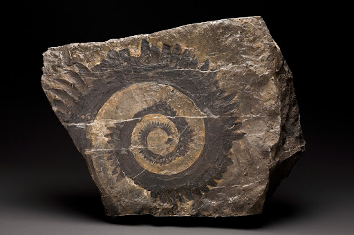 Helicoprion teeth — Google Arts & Culture