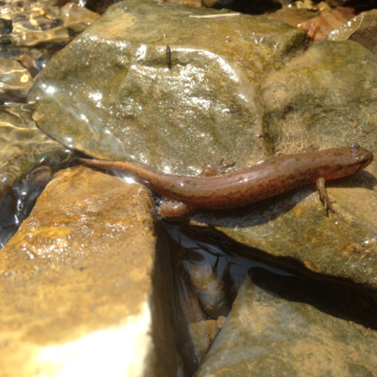Dusky Salamander | Project Noah