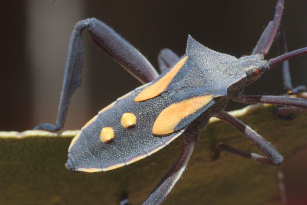 Crusader bug nymph | Project Noah