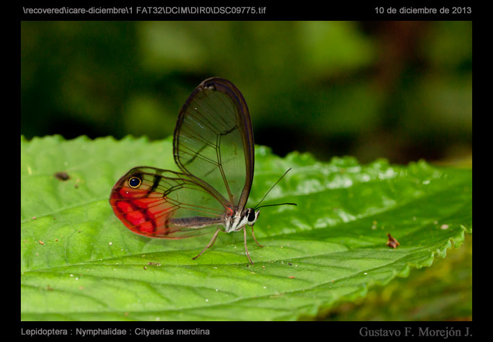 Ghost butterfly / Mariposa fantasma | Project Noah