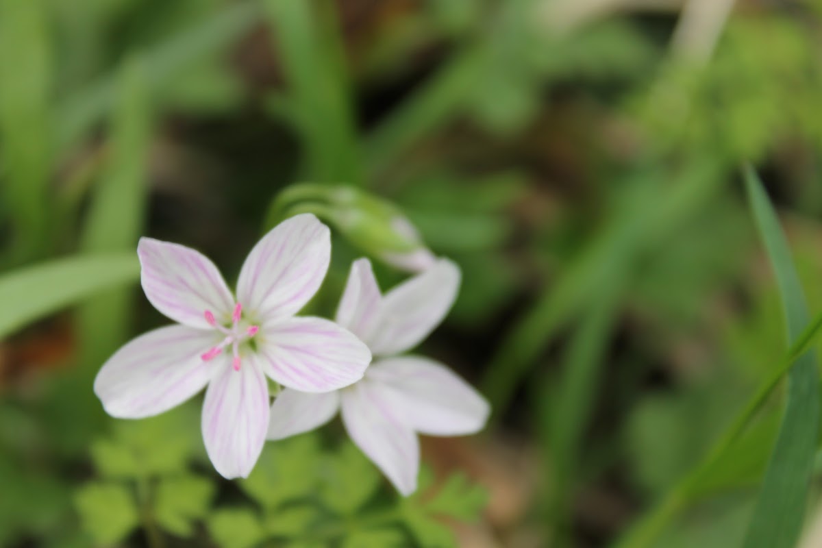 spring beauty | Project Noah