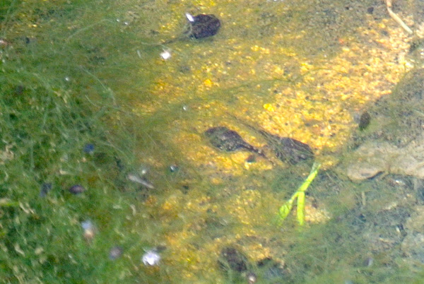 Pollywogs or Tadpoles | Project Noah