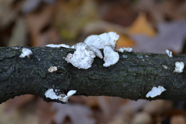 white rot fungus | Project Noah