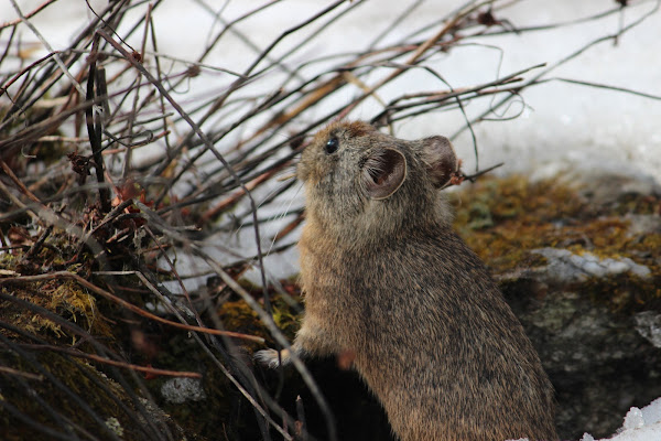 Royle's Pika | Project Noah