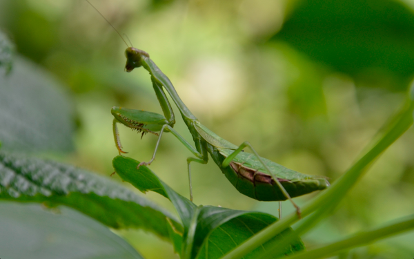 Mantis | Project Noah