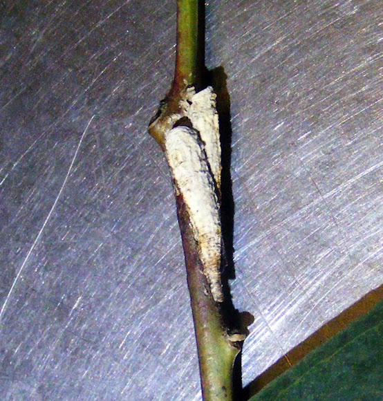 Tube Spittle Bugs | Project Noah