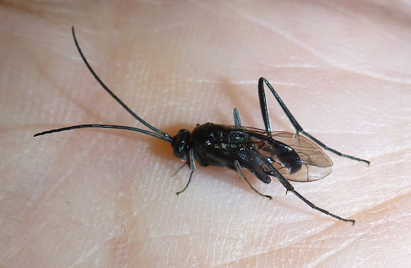 Ensign Wasp | Project Noah