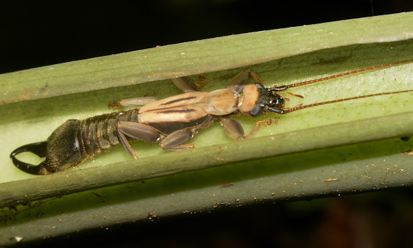 Ear Wig | Project Noah