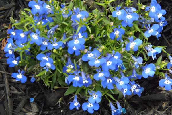 Lobelias erinus | Project Noah