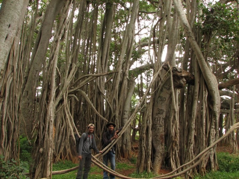 SHANDE: Big Banyan Tree(Dodda Alada Mara) and Manchinabele Backwaters