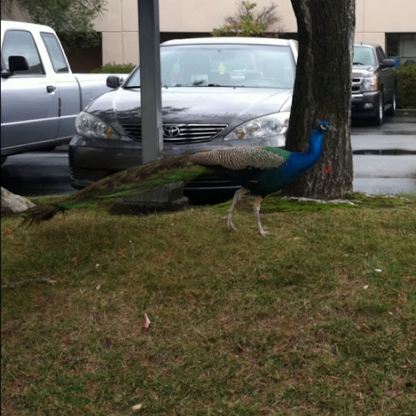 Peacock | Project Noah