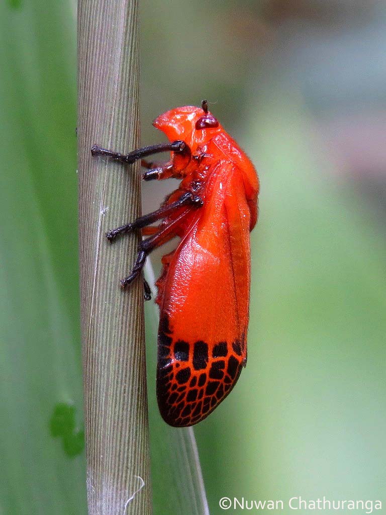 Spittle bug | Project Noah