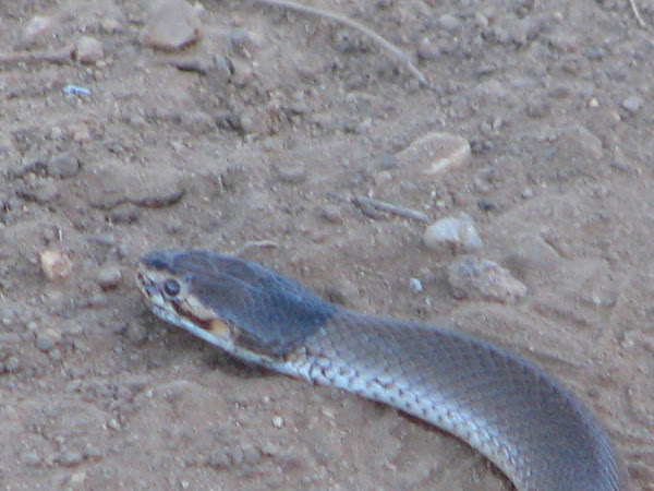 Myall Snake/Curl Snake | Project Noah