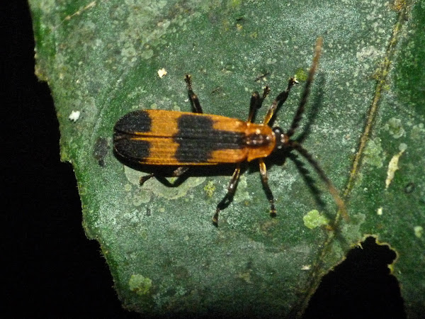 Net wing beetle | Project Noah