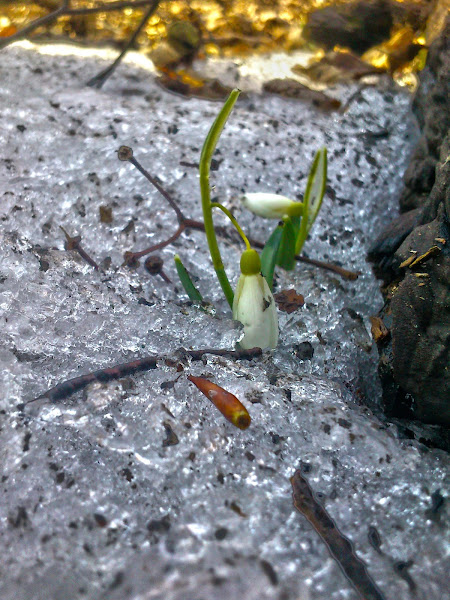 The Snowdrop | Project Noah