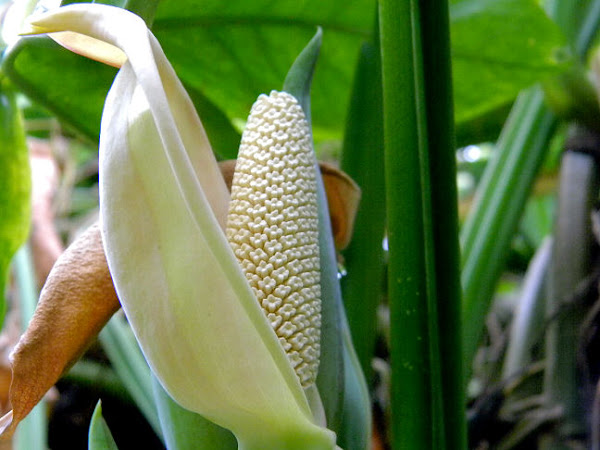 arrowhead (plant/vine), goosefoot, nephthytis | Project Noah