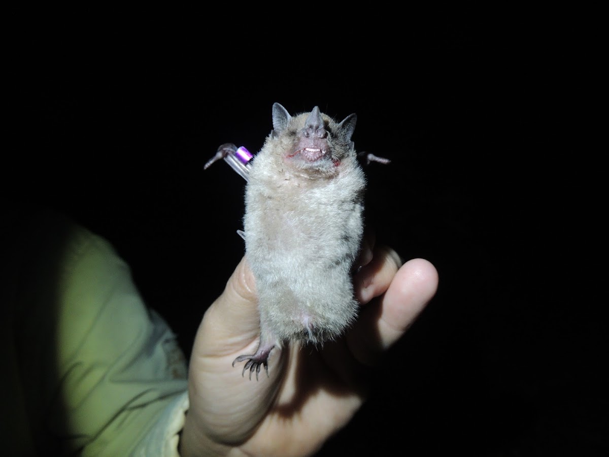 Tilda Yellow-Shouldered Bat | Project Noah