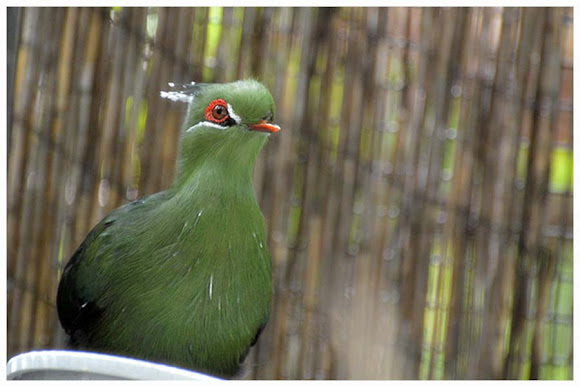 The Livingstone's Turaco | Project Noah