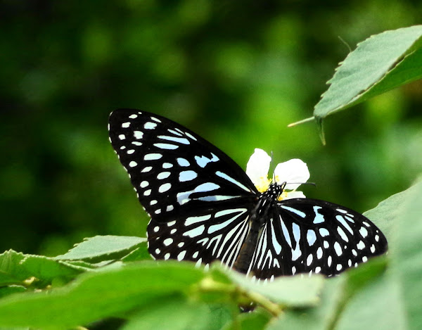 Dark Blue Tiger | Project Noah