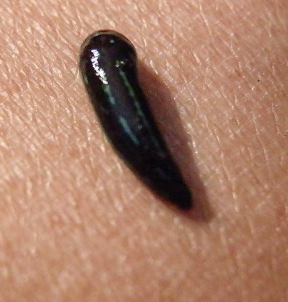 Leech | Project Noah