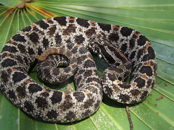 Dusky Pigmy Rattlesnake | Project Noah