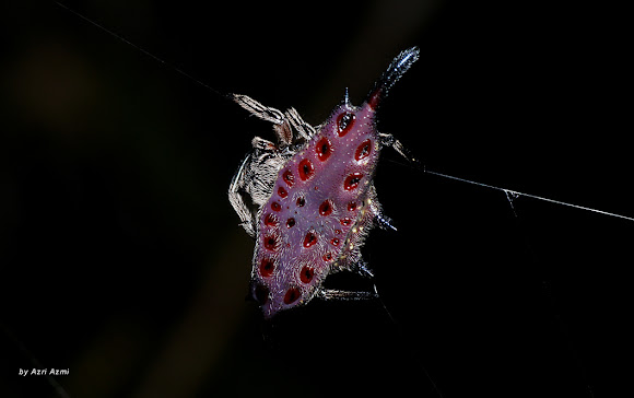 Spiny Backed Orb Weaver | Project Noah