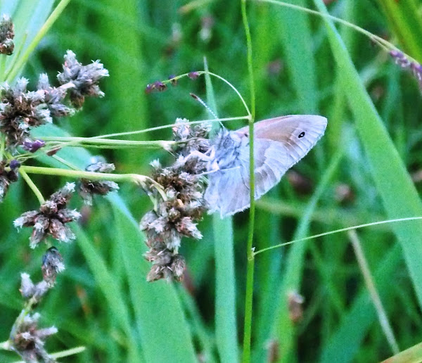 Common Ringlet | Project Noah
