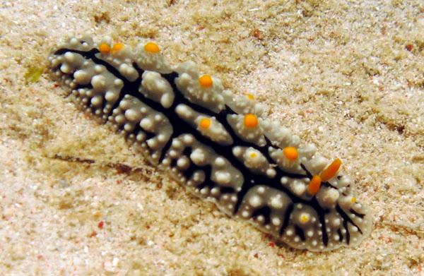 Phyllidia elegans | Project Noah