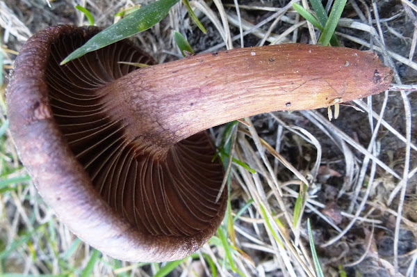 Pine Spike | Project Noah