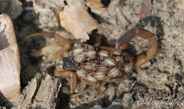 Striped Bark Scorpion with babies | Project Noah
