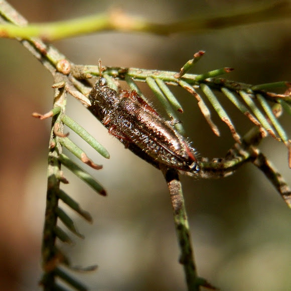 Clerid beetle (Checkered beetle) | Project Noah