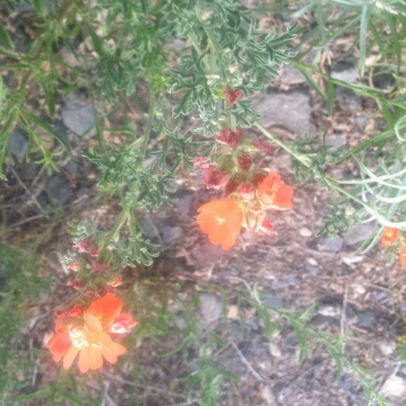 Copper Mallow | Project Noah