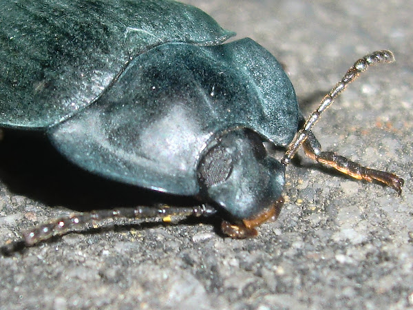 Pie-dish beetle | Project Noah