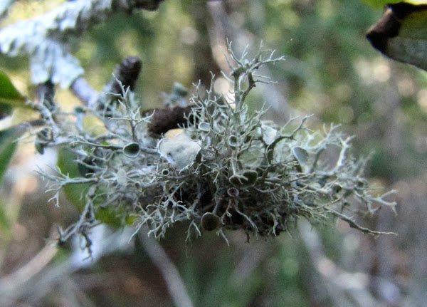 Lichen | Project Noah