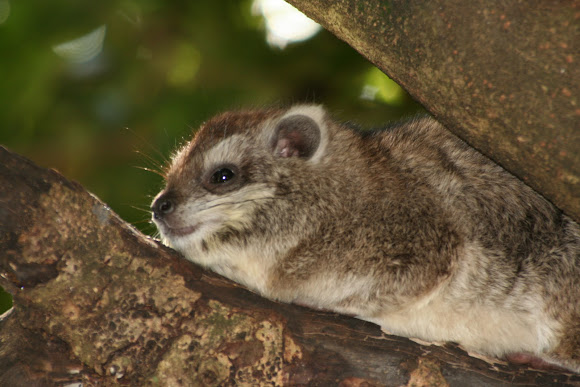 Southern Tree Hyrax | Project Noah