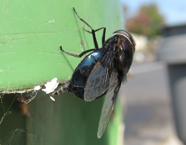 Mexican Cactus Fly Laying Eggs (video) | Project Noah