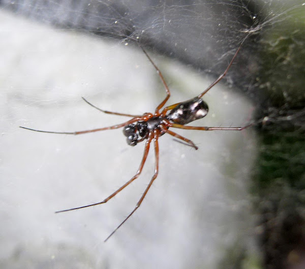 Mirror Spiders | Project Noah