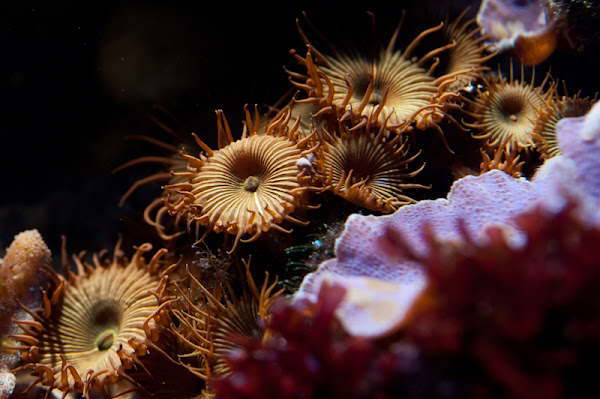 Giant Sun Polyp | Project Noah