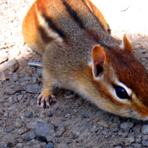 Eastern Chipmunk | Project Noah