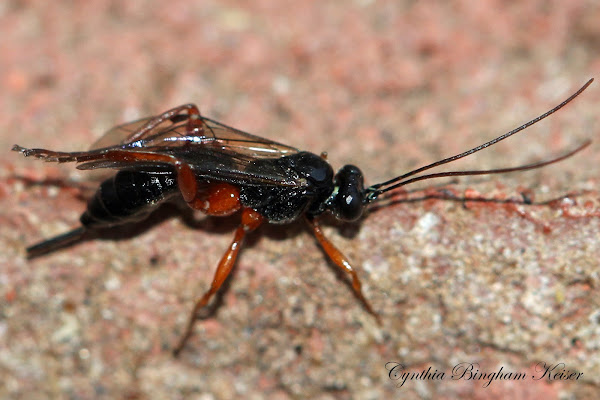 Ichneumon Wasp | Project Noah