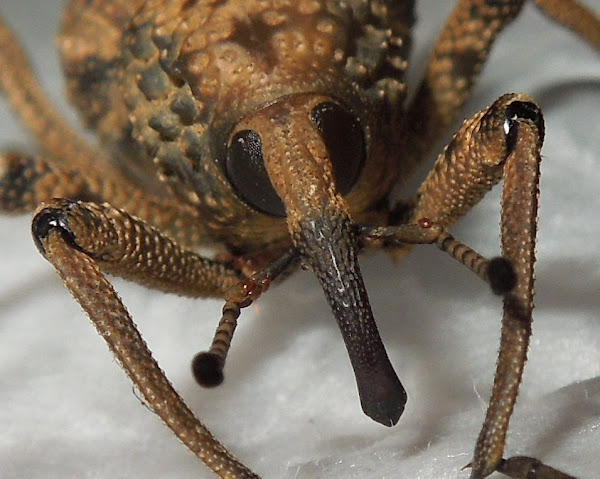Japanese Giant Weevil | Project Noah