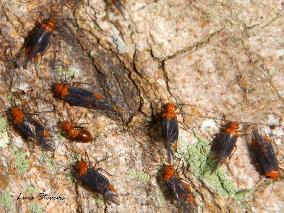 Bark lice | Project Noah