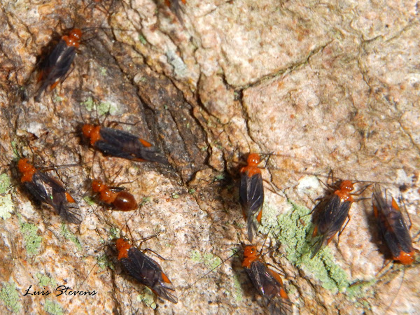 Bark lice | Project Noah