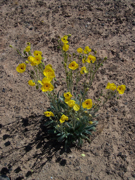 California bearpoppy, Las Vegas bearpoppy, golden bearpoppy, and yellow ...