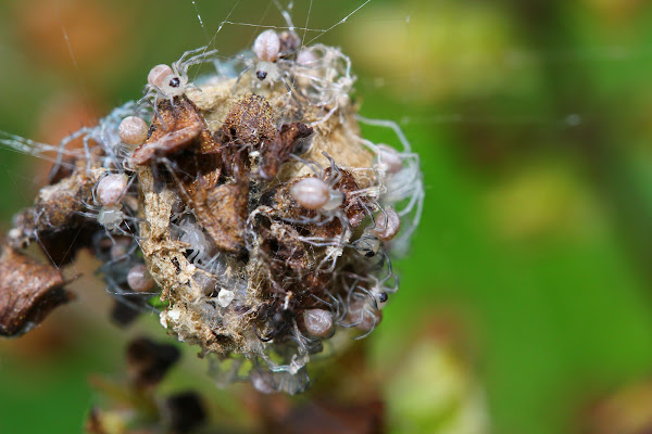 Spider and its nest hatching | Project Noah